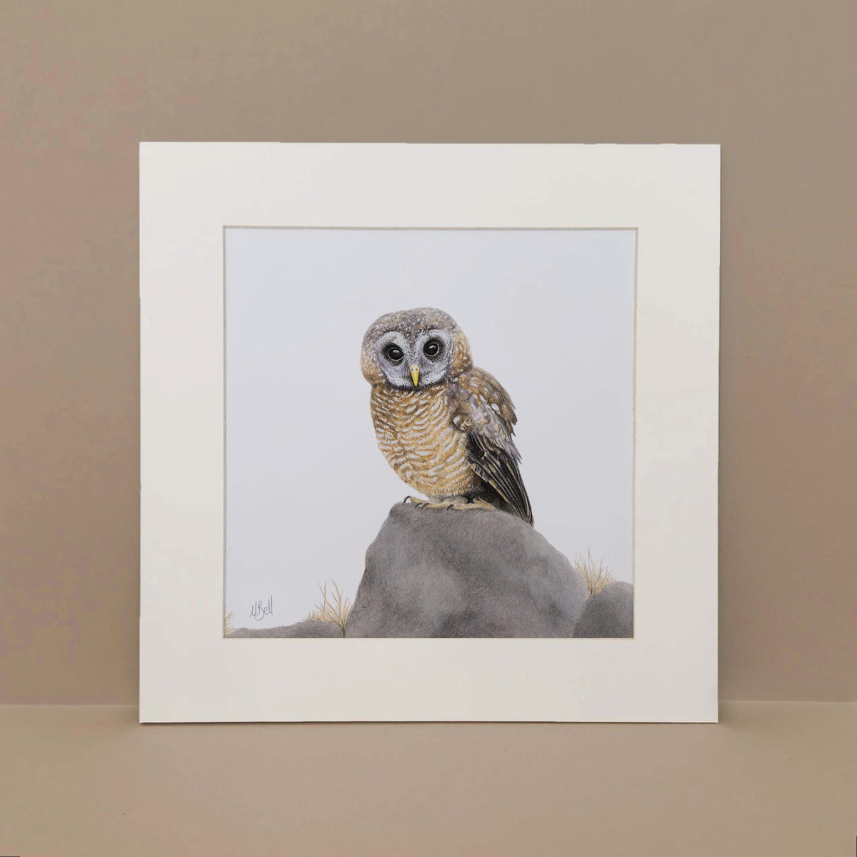 African Wood Owl - AWO – Matthew Bell Wildlife Art