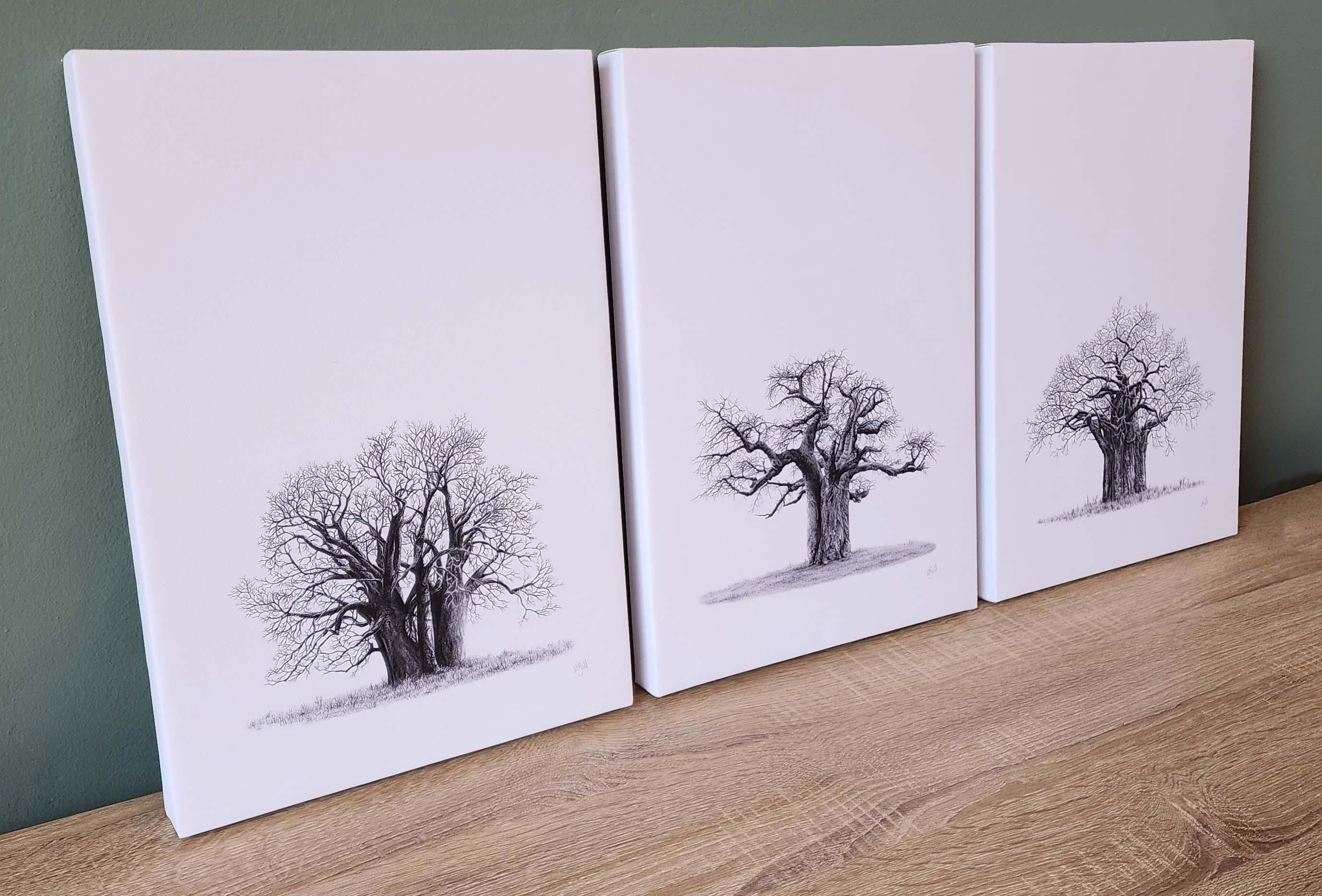 Baobab Trees Tryptic on Canvas – Matthew Bell Wildlife Art