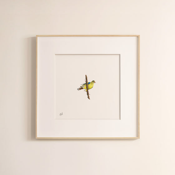 Birds – Matthew Bell Wildlife Art