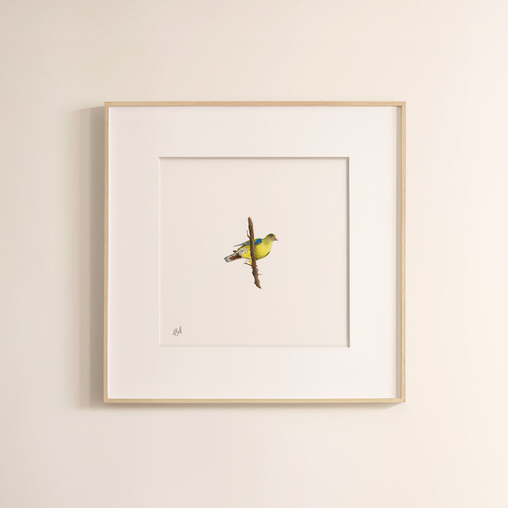 Birds – Matthew Bell Wildlife Art