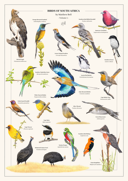 A Collection of South African Birds Poster, in A3 and A2 size – Matthew ...