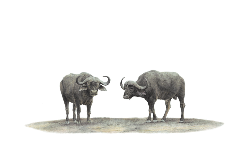 Buffaloes - BFL2 – Matthew Bell Wildlife Art