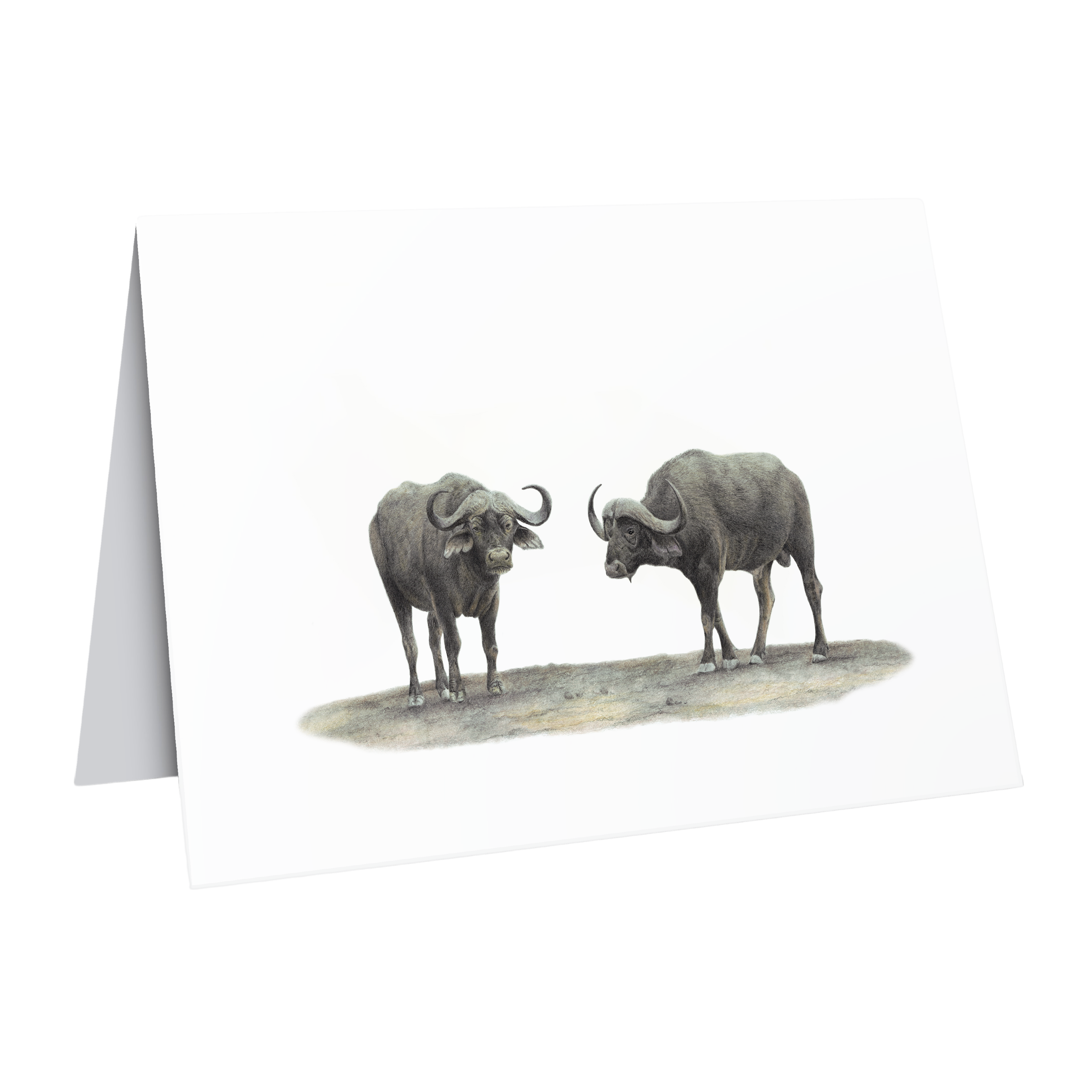 Buffaloes Greeting Card - BFL2 – Matthew Bell Wildlife Art