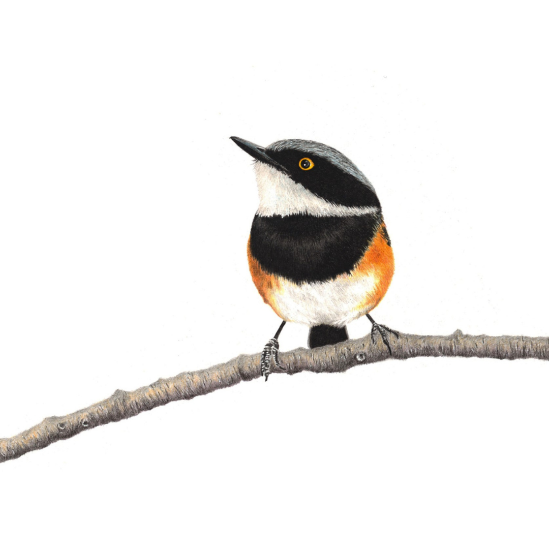Cape Batis - CBT – Matthew Bell Wildlife Art