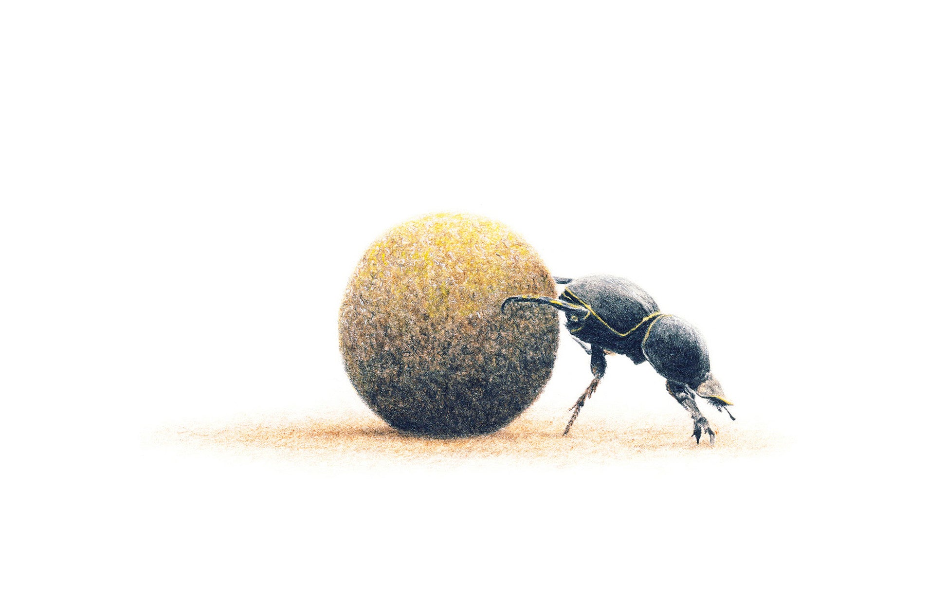 Dung Beetle (DB2) on Canvas – Matthew Bell Wildlife Art