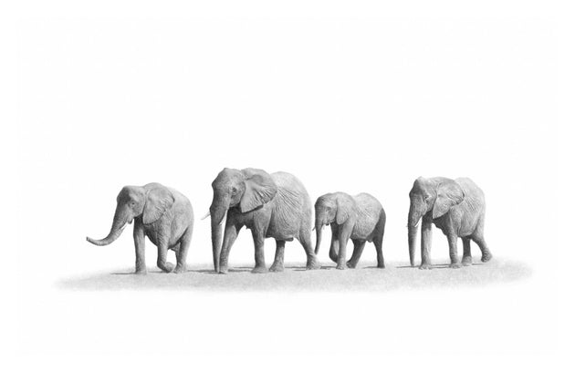 Matthew Bell Wildlife Art | About The Artist