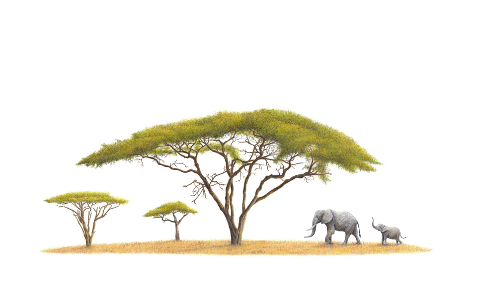 Acacia Tree Elephant Lone African Elephant Acacia Tree Spring Stock