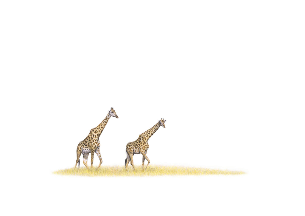 Original Drawings 2025 – Matthew Bell Wildlife Art