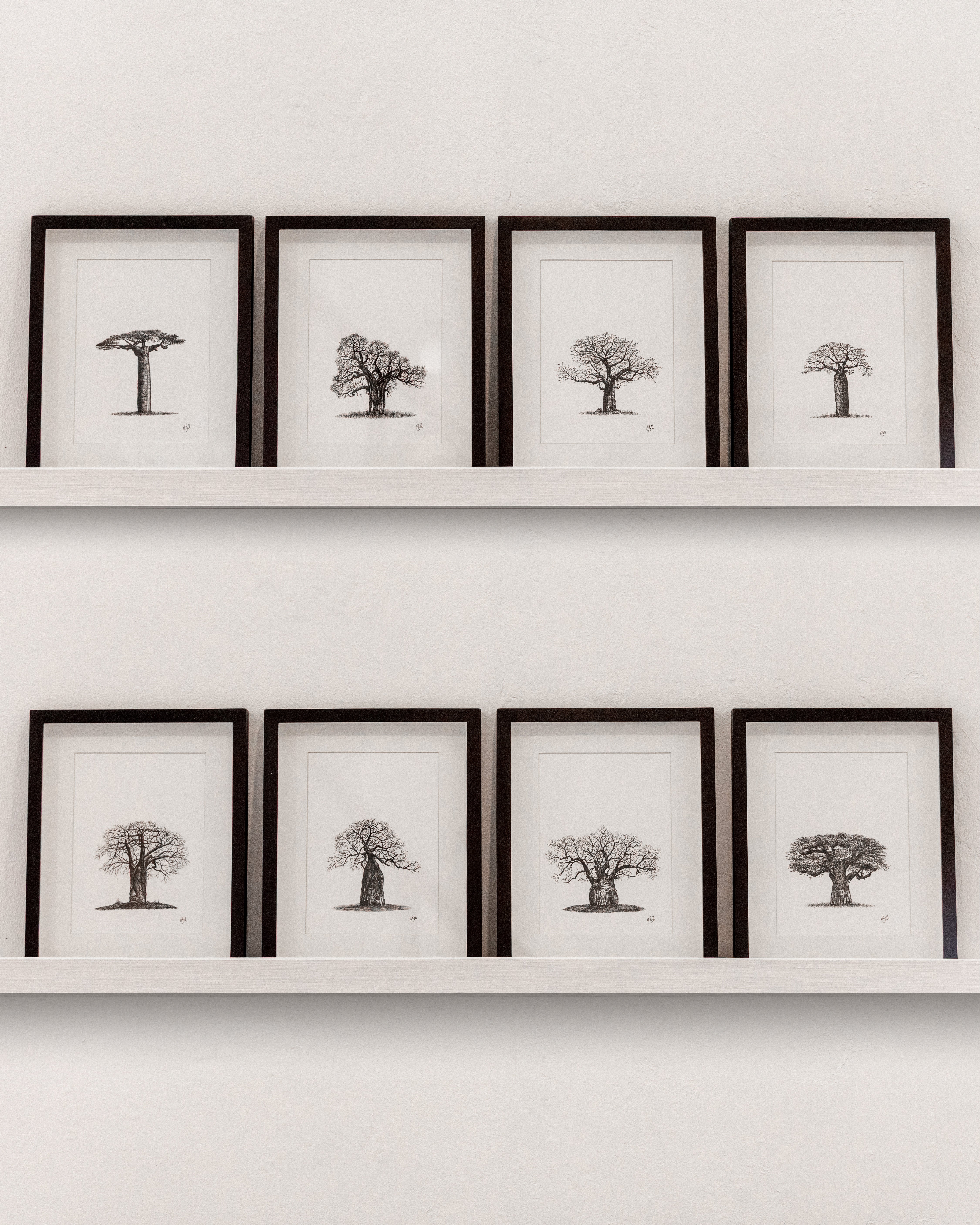 African Baobab Trees - Original Pen Drawings – Matthew Bell Wildlife Art