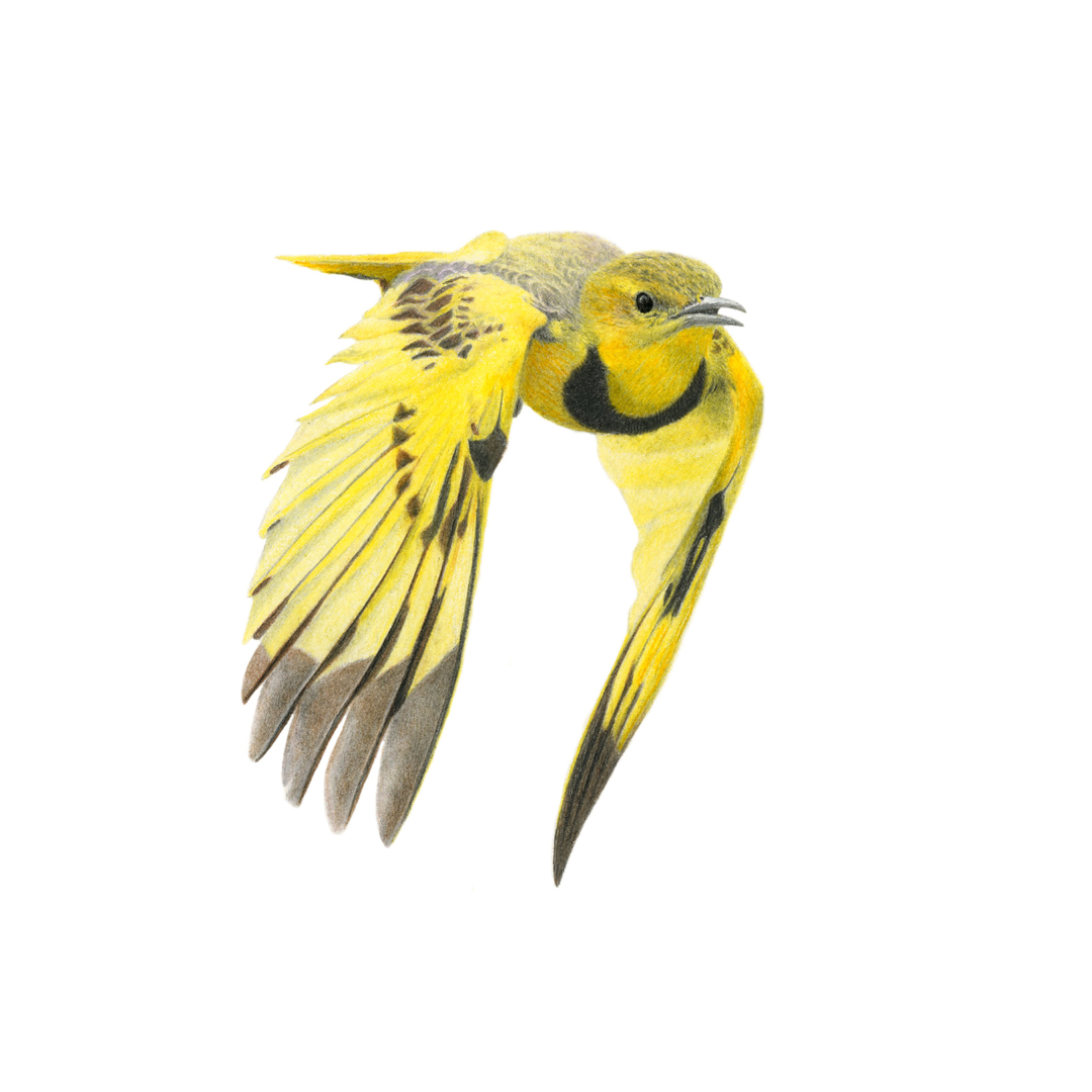 Golden Pipit (GPT) on Canvas – Matthew Bell Wildlife Art