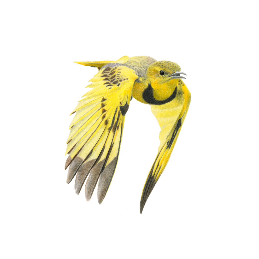 Golden Pipit - GPT – Matthew Bell Wildlife Art