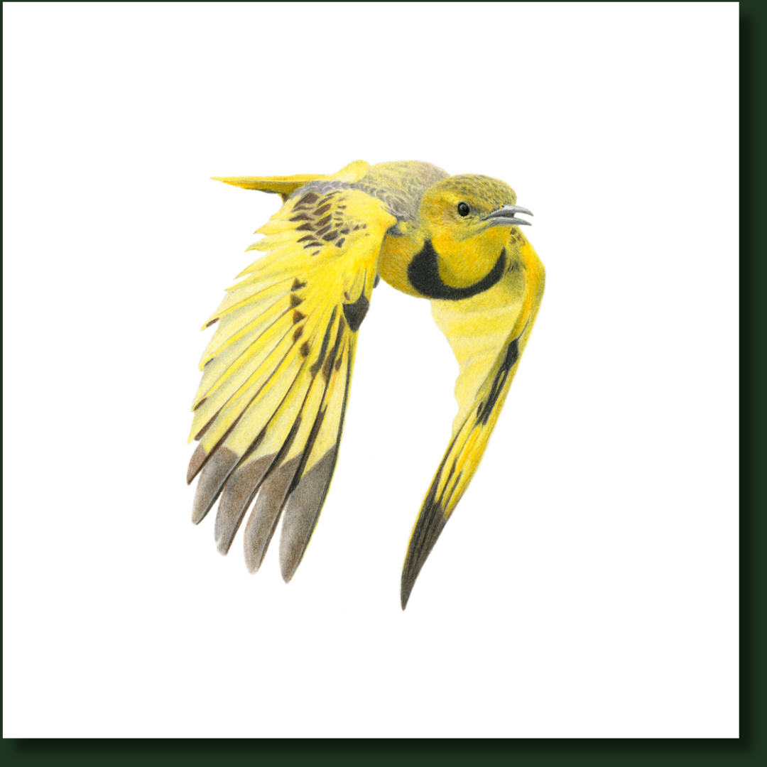 Golden Pipit (GPT) on Canvas – Matthew Bell Wildlife Art