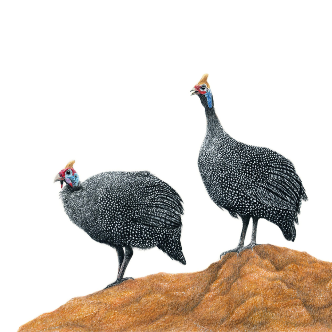 Guinea Fowl - GFL1 – Matthew Bell Wildlife Art