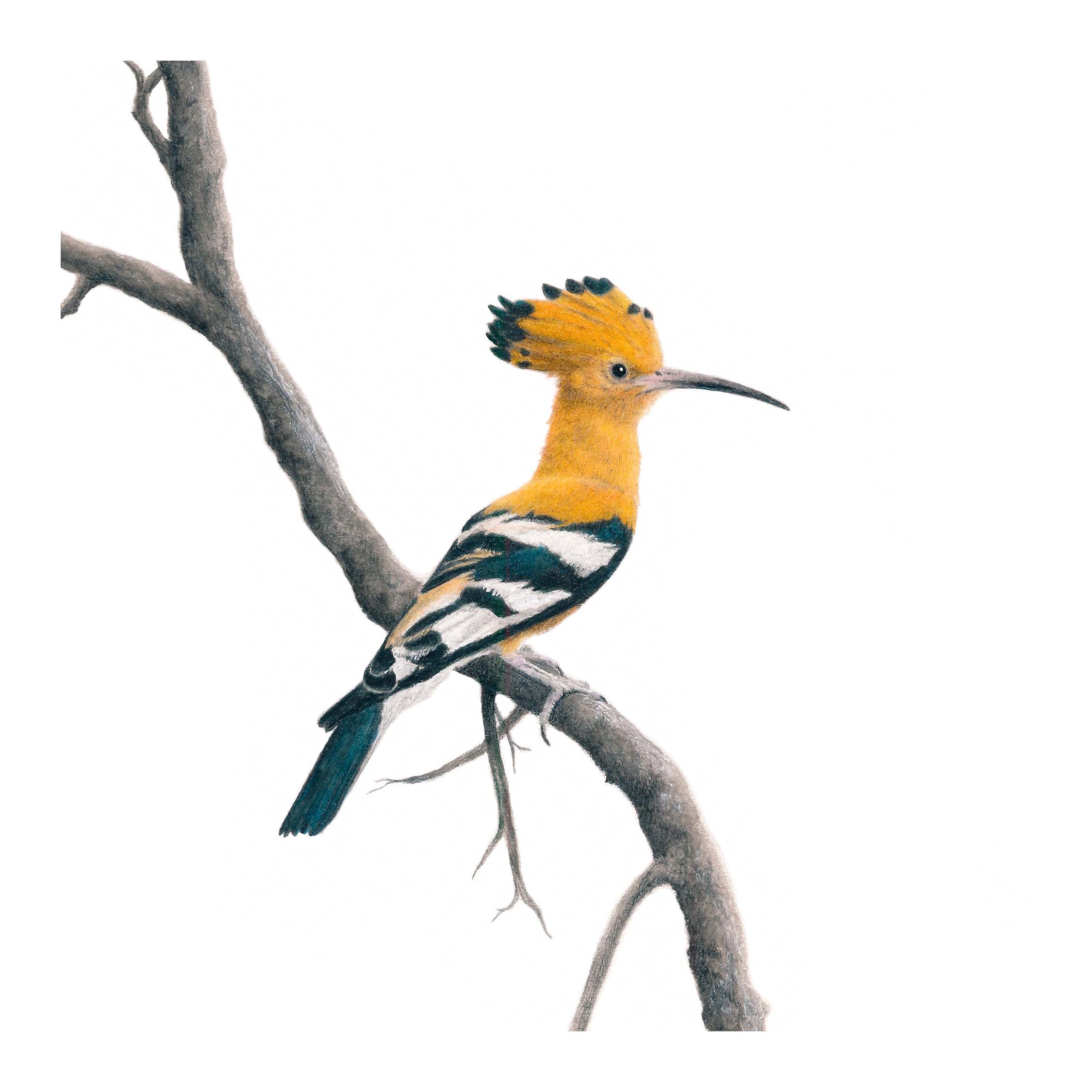 South African Wildlife Artist - Prints And Originals – Matthew Bell ...
