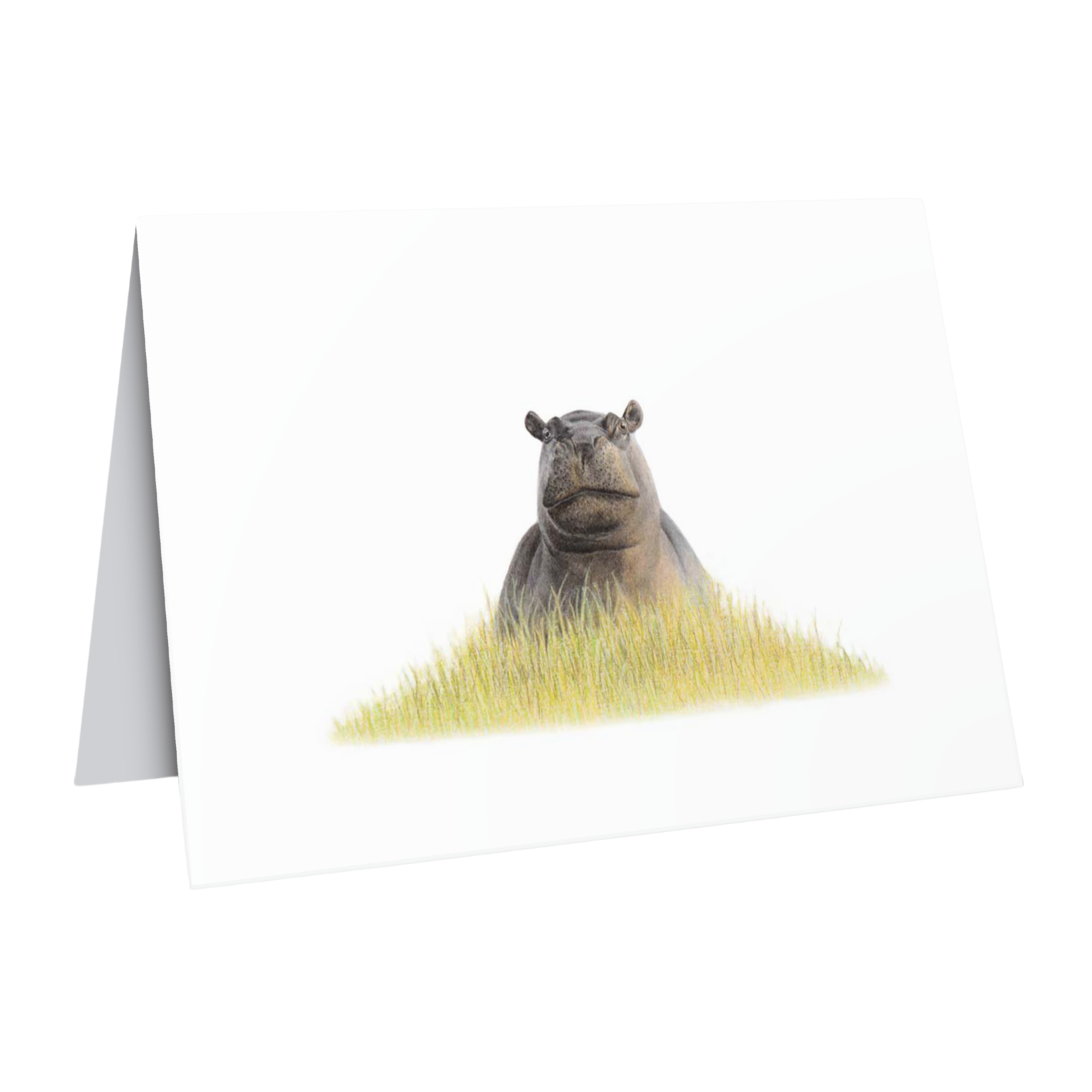 Hippo Greeting Card - HPO – Matthew Bell Wildlife Art