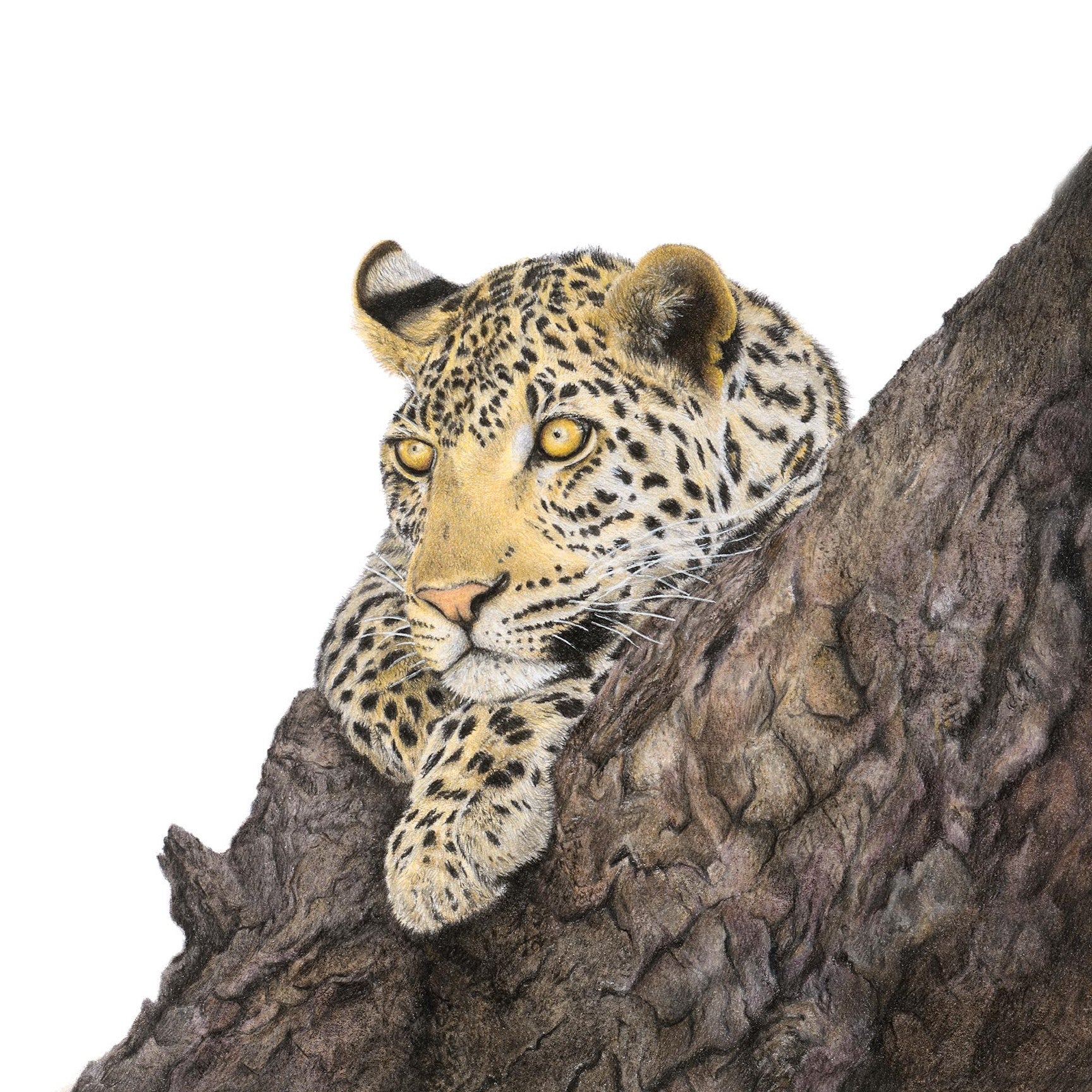 South African Wildlife Artist - Prints And Originals – Matthew Bell ...