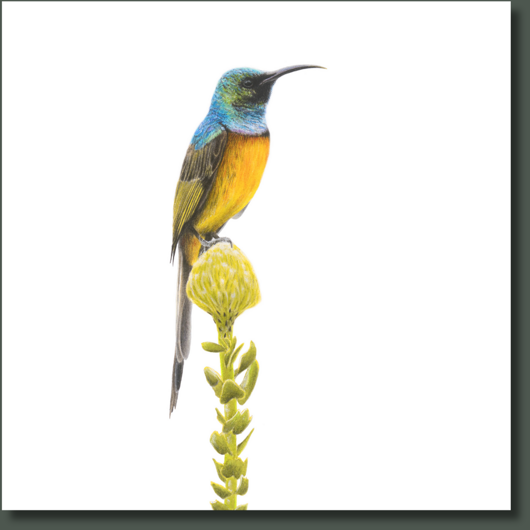 Orange Breasted Sunbird (OBS2) on Canvas – Matthew Bell Wildlife Art