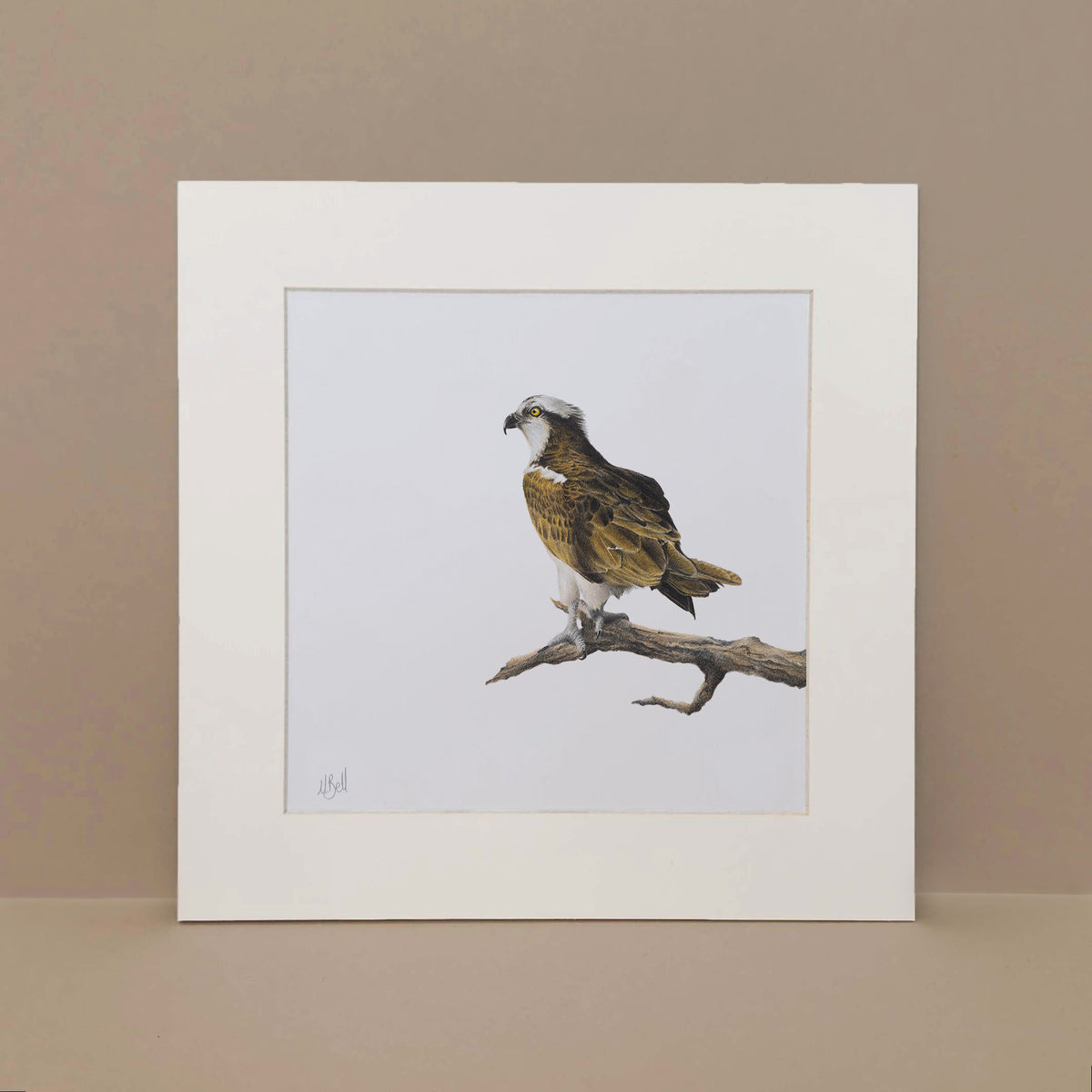 Osprey - OSP – Matthew Bell Wildlife Art