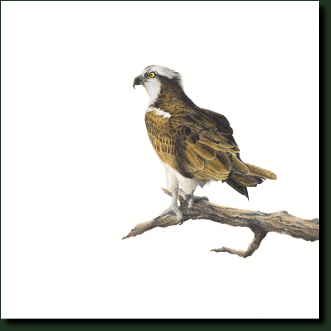 Osprey - OSP – Matthew Bell Wildlife Art