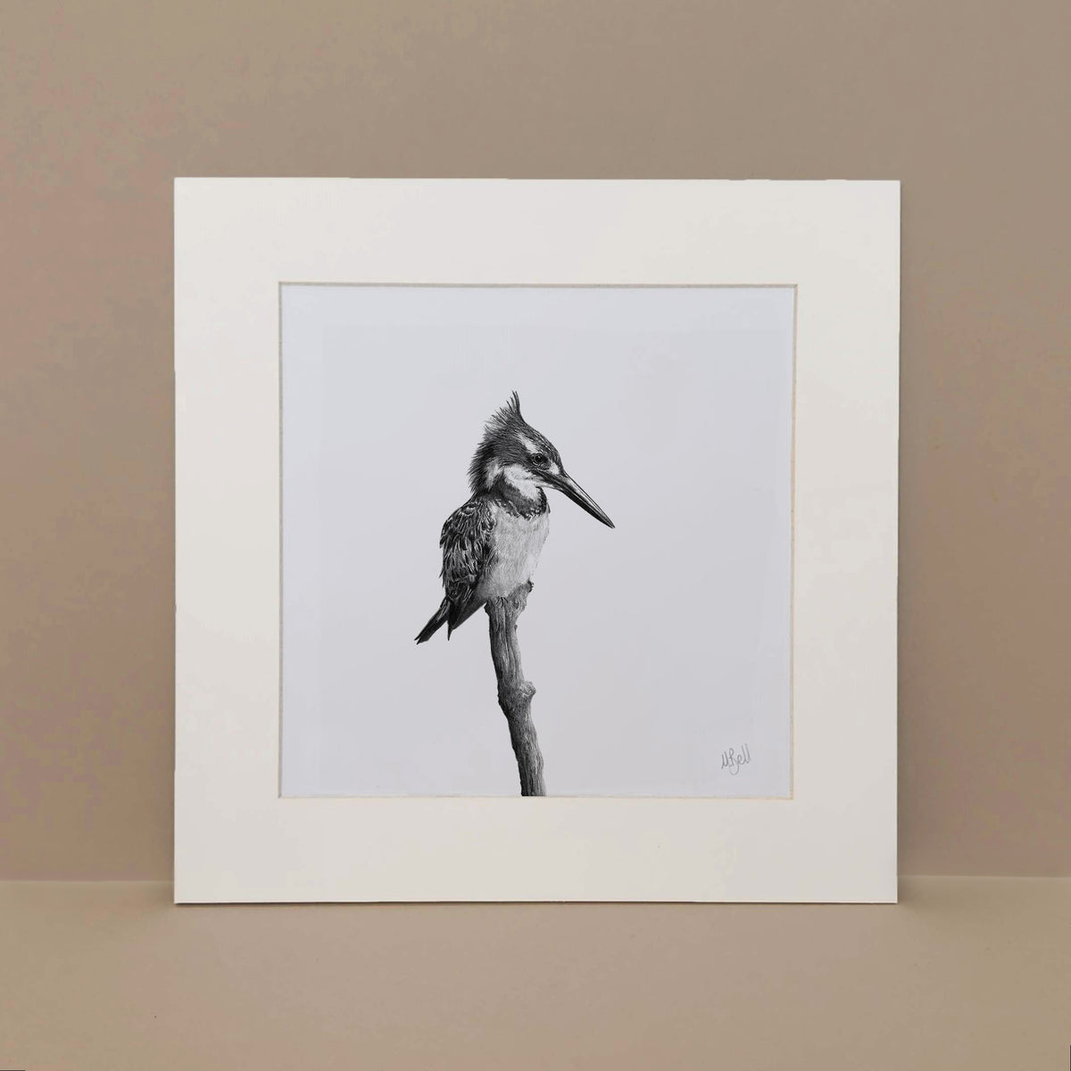 Pied Kingfisher - PK2 – Matthew Bell Wildlife Art