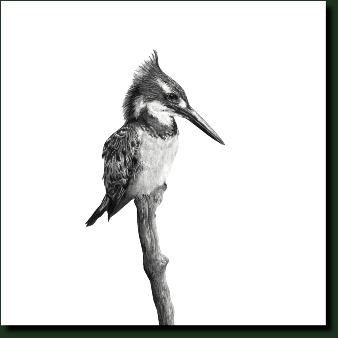 Pied Kingfisher - PK2 – Matthew Bell Wildlife Art