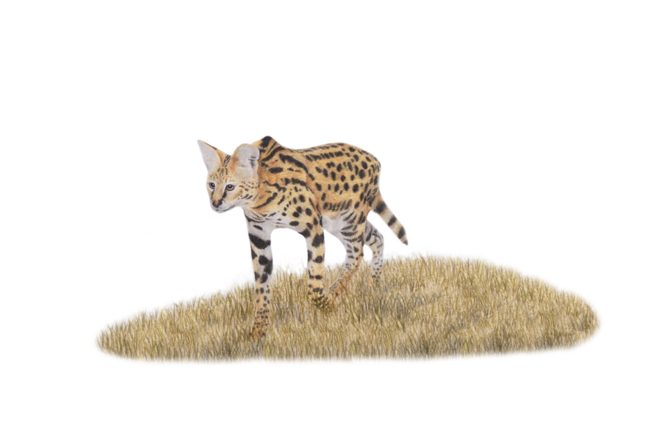 Serval (SVL) on Canvas – Matthew Bell Wildlife Art