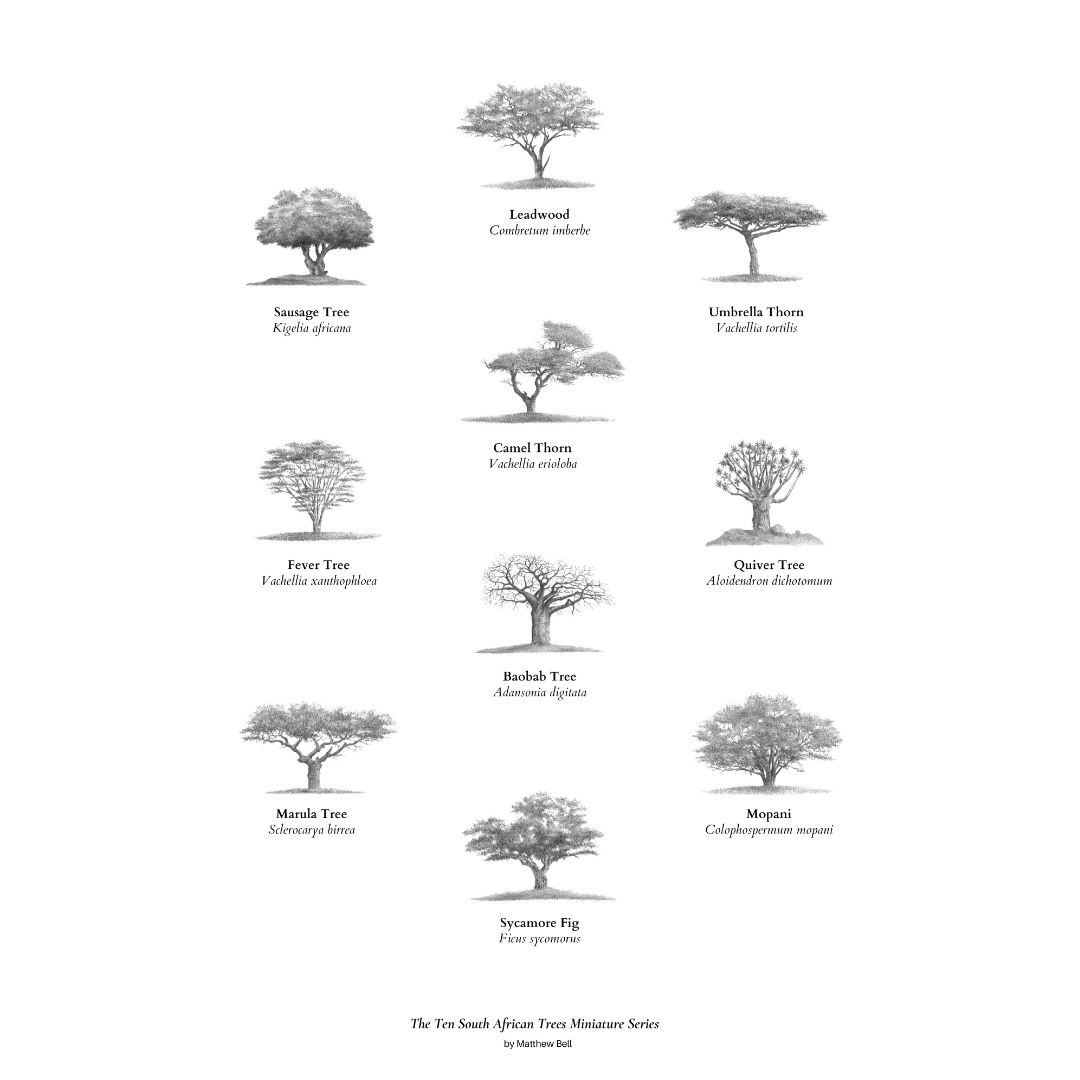 African Trees Pictures And Names 52 Types Of Wood & The Trees They