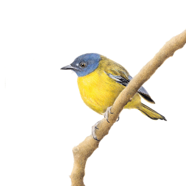 White Starred Robin - WSR – Matthew Bell Wildlife Art