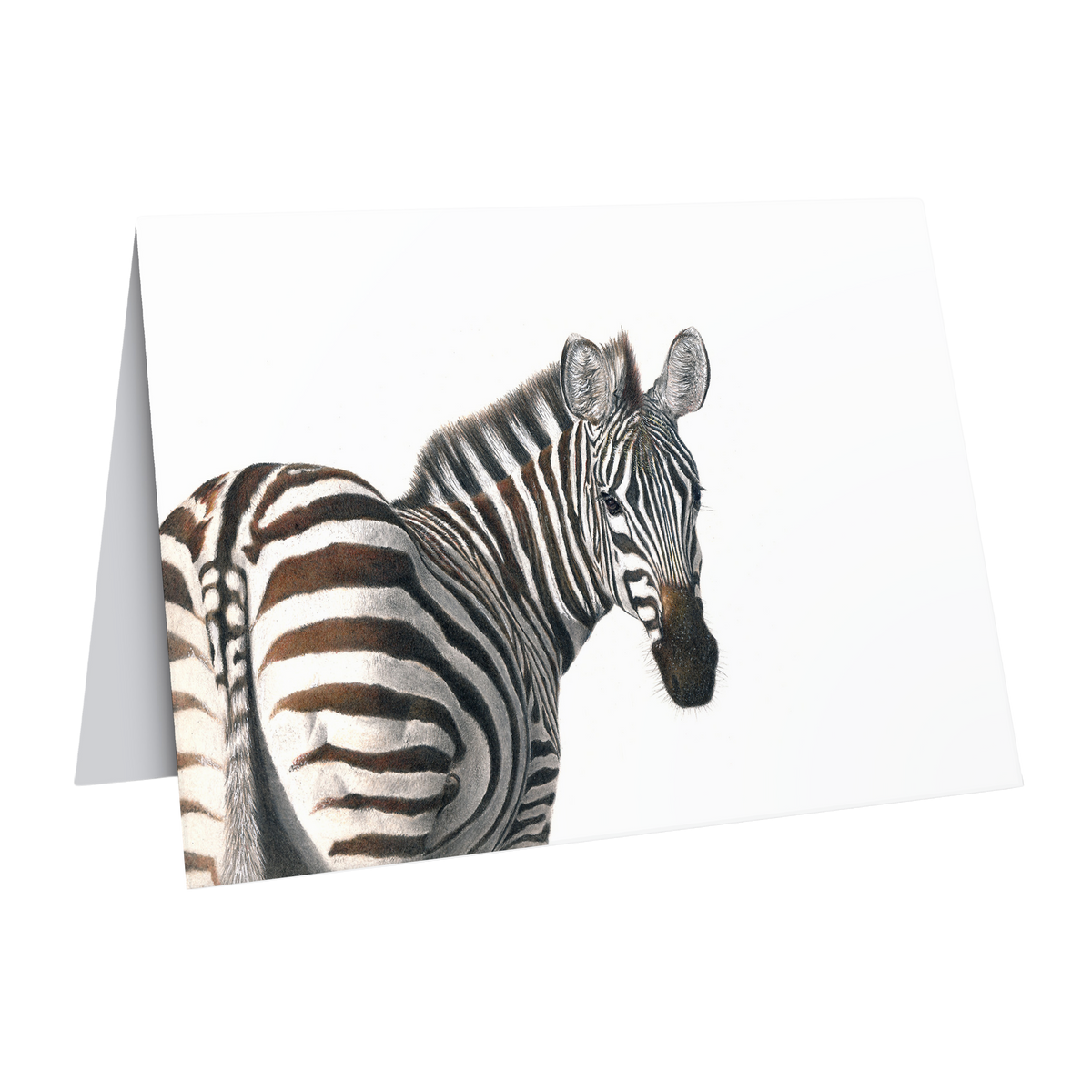 Zebra Greeting Card - Z5 – Matthew Bell Wildlife Art