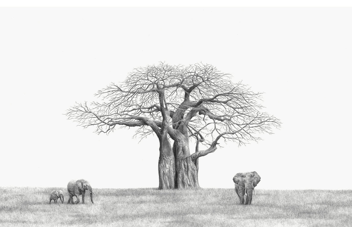 African Baobab Tree and Elephants - BT1 – Matthew Bell Wildlife Art