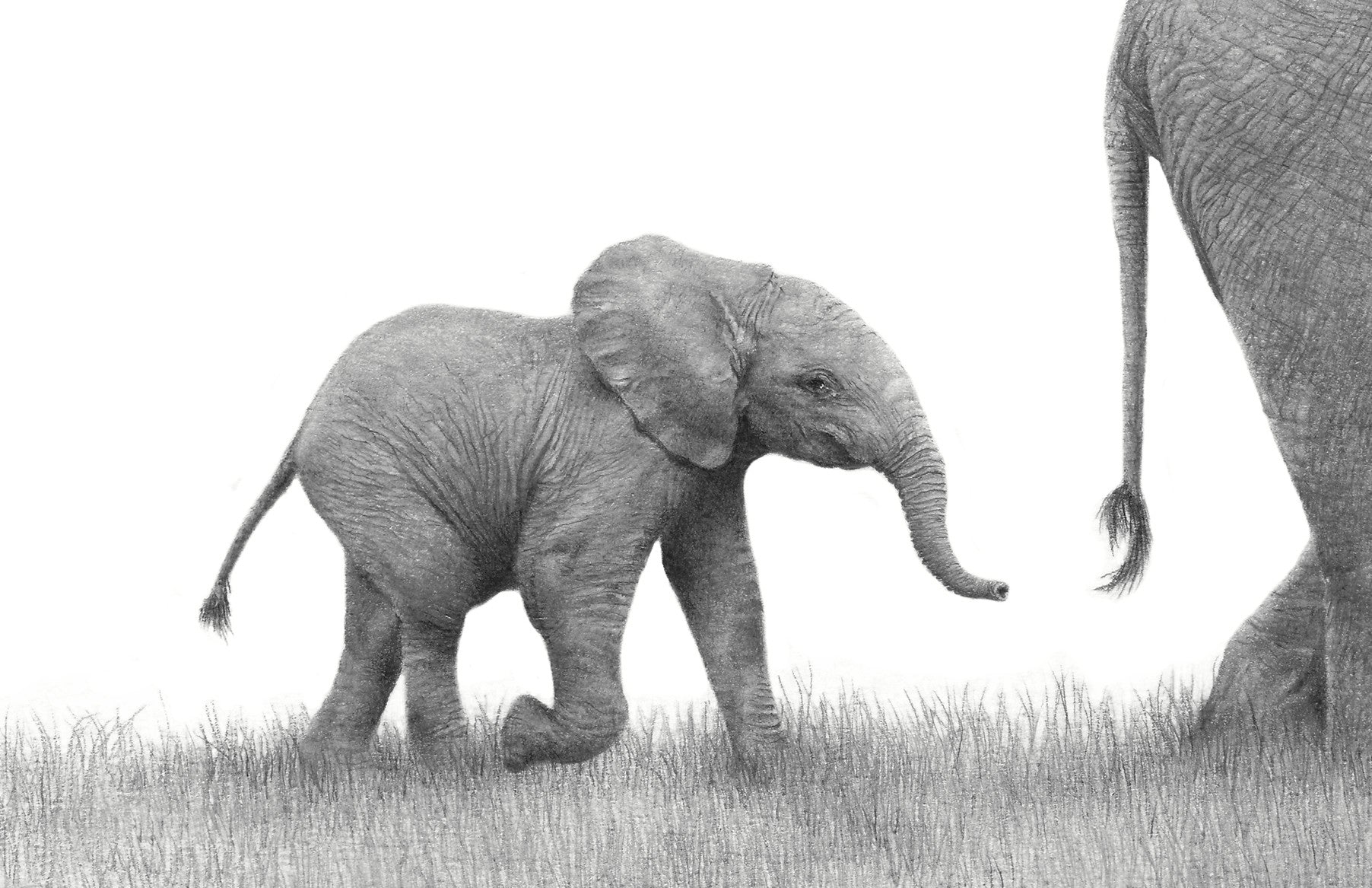 Baby Elephants Grey Designs 69 Baby Boy Elephant Designs & Graphics